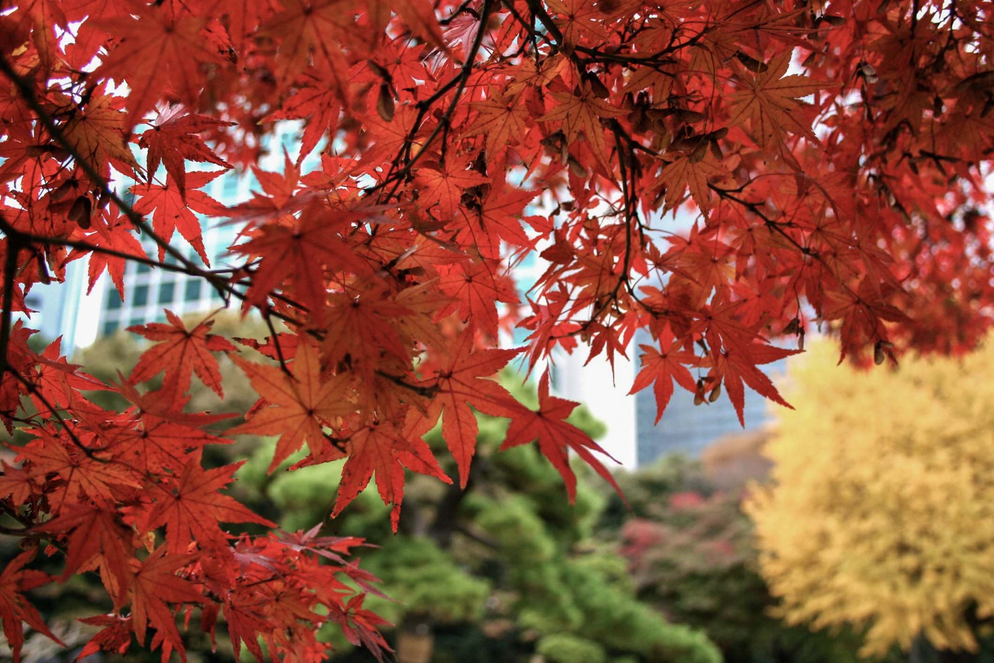 The 10 Best Autumn Leaves Spots In Tokyo You MUST Visit the-10-best-autumn-leaves-spots-in-tokyo-you-must-visit
