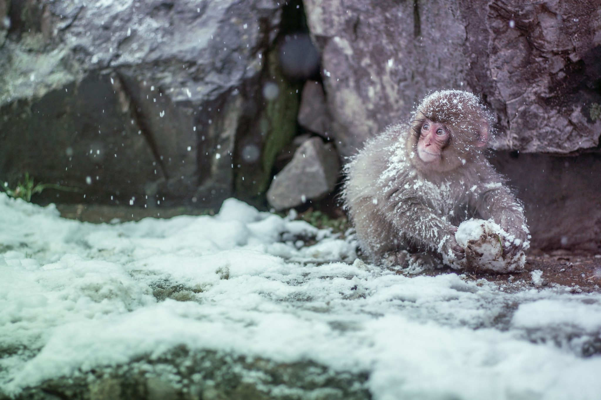 Where To See Snow Monkeys In Japan - The Ultimate Guide 2025