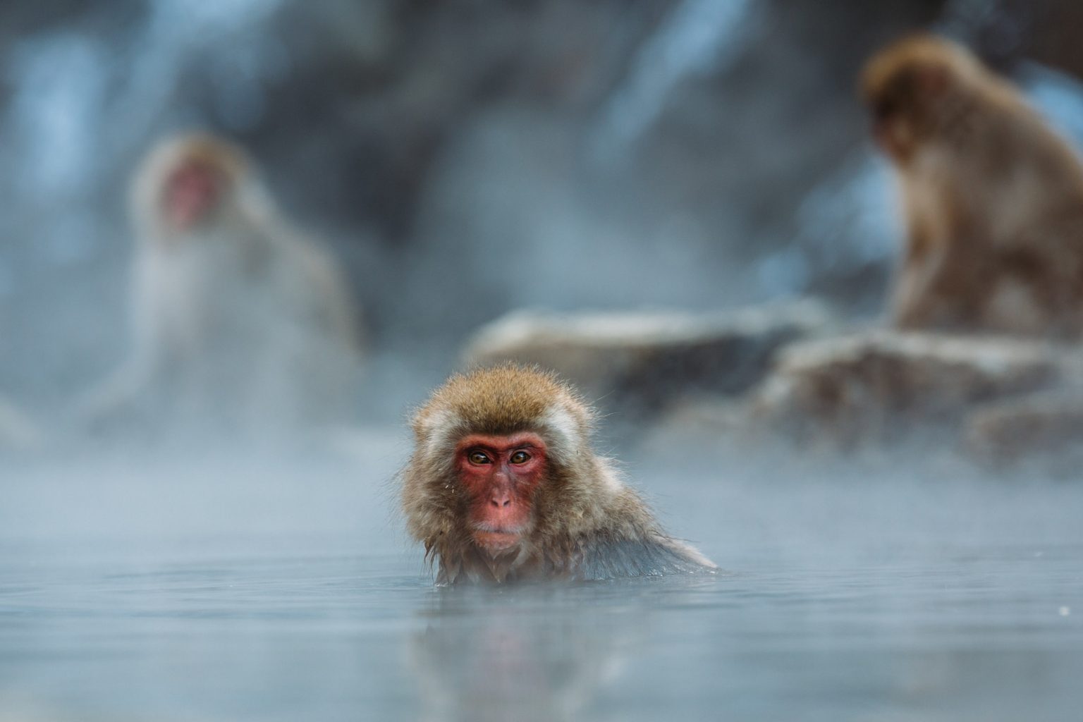Where To See Snow Monkeys In Japan - The Ultimate Guide 2025