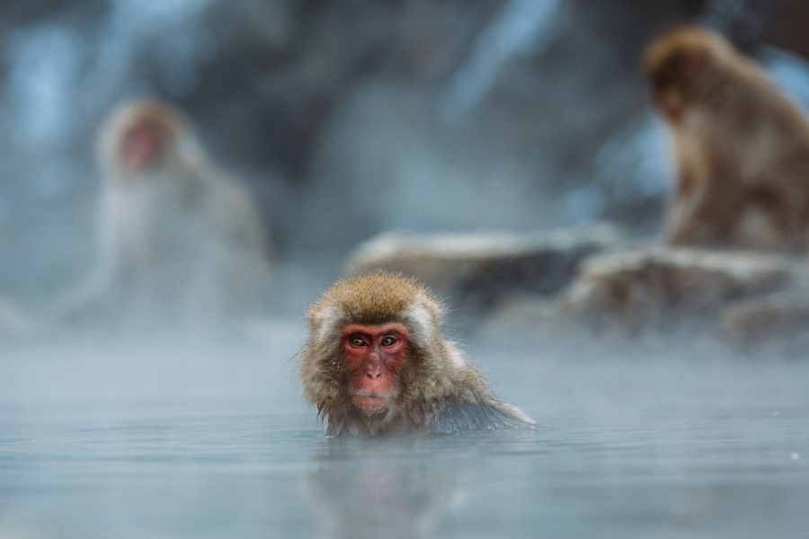 Where To See Snow Monkeys In Japan - The Ultimate Guide 2025