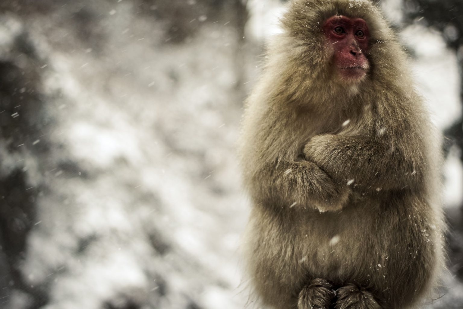 Snow Monkeys Japan - How To See Them Soak in Hot Springs