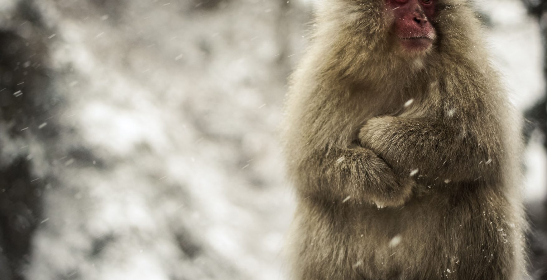 Where To See Snow Monkeys In Japan - The Ultimate Guide 2025