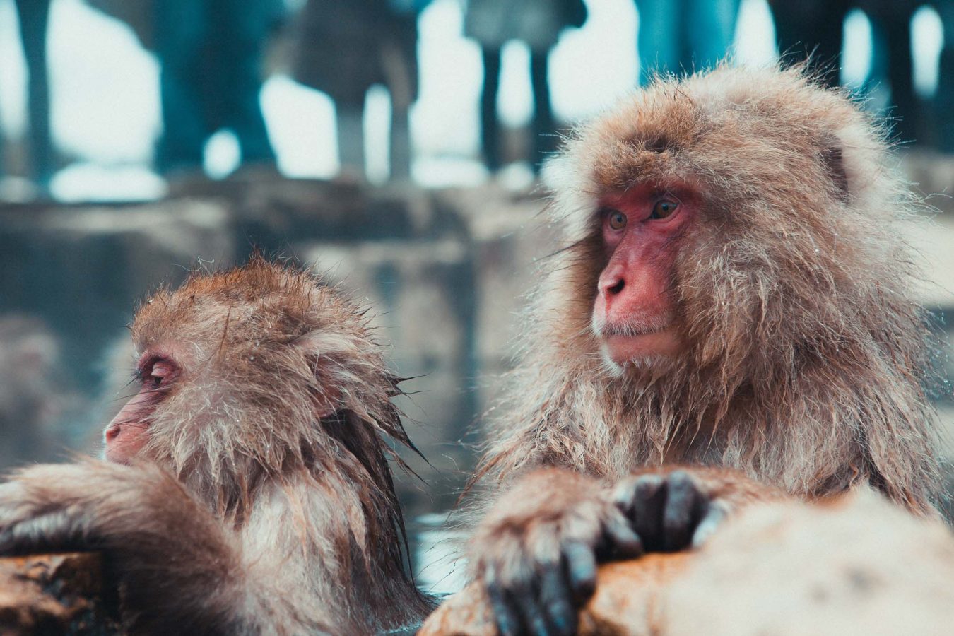 Where To See Snow Monkeys In Japan - The Ultimate Guide 2025