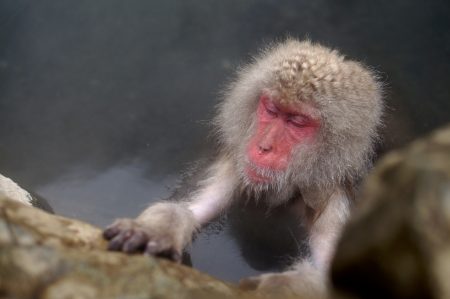 Where To See Snow Monkeys In Japan - The Ultimate Guide 2025