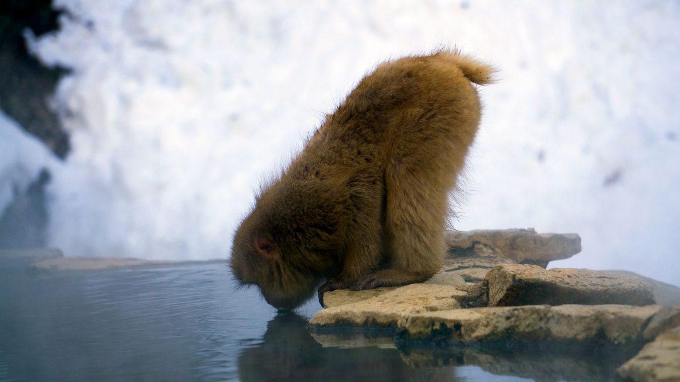 Where To See Snow Monkeys In Japan - The Ultimate Guide 2025