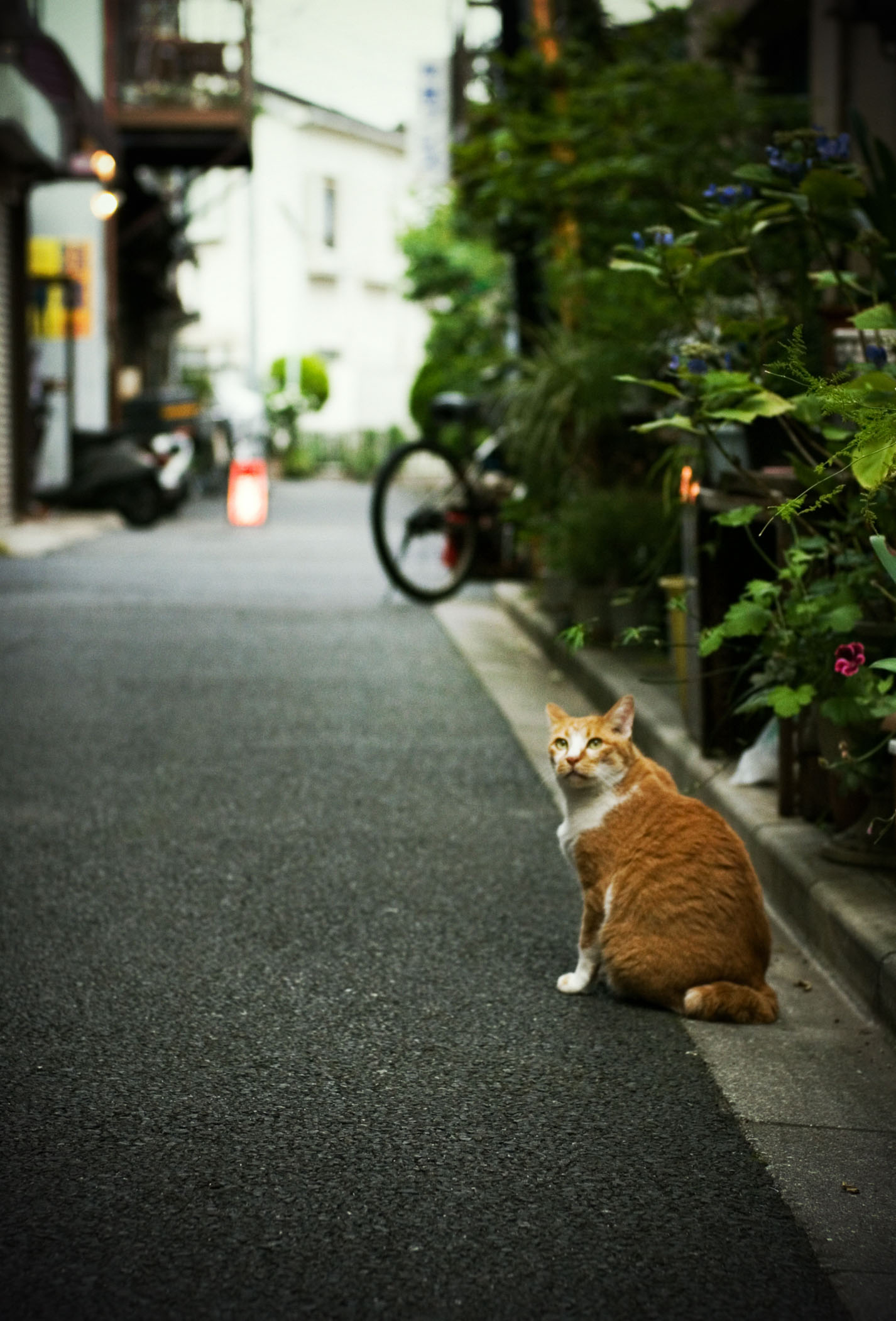 Yanesen - A Complete Guide To Visit This Traditional Area in Tokyo