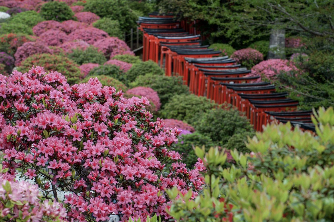Yanesen - A Complete Guide To Visit This Traditional Area in Tokyo