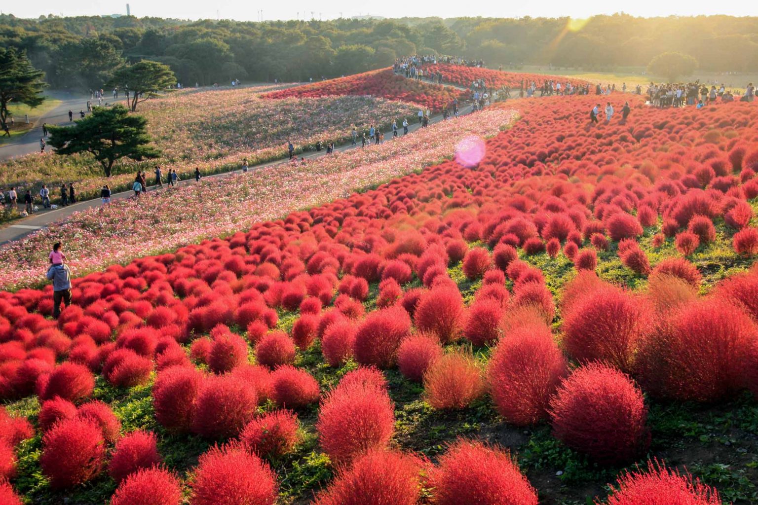 Hitachi Seaside Park - A Hidden Gem You Need To Visit In Ibaraki