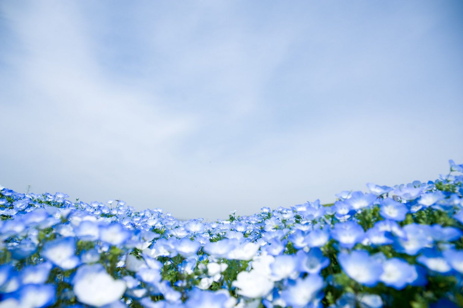 Hitachi Seaside Park - A Hidden Gem You Need To Visit In Ibaraki