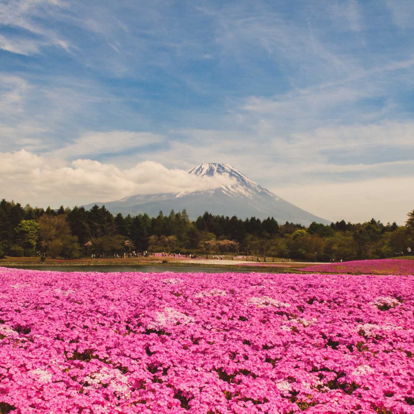 Japanese Ema - All You Need To Know About These Wishing Plaques