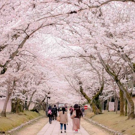 Cherry Blossom (Sakura) Forecast In Japan | Spring 2025