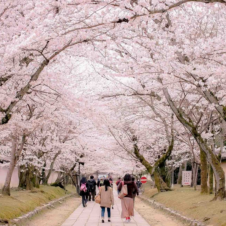 The 6 Best Street Food Spots In Kyoto You Are Going To Love