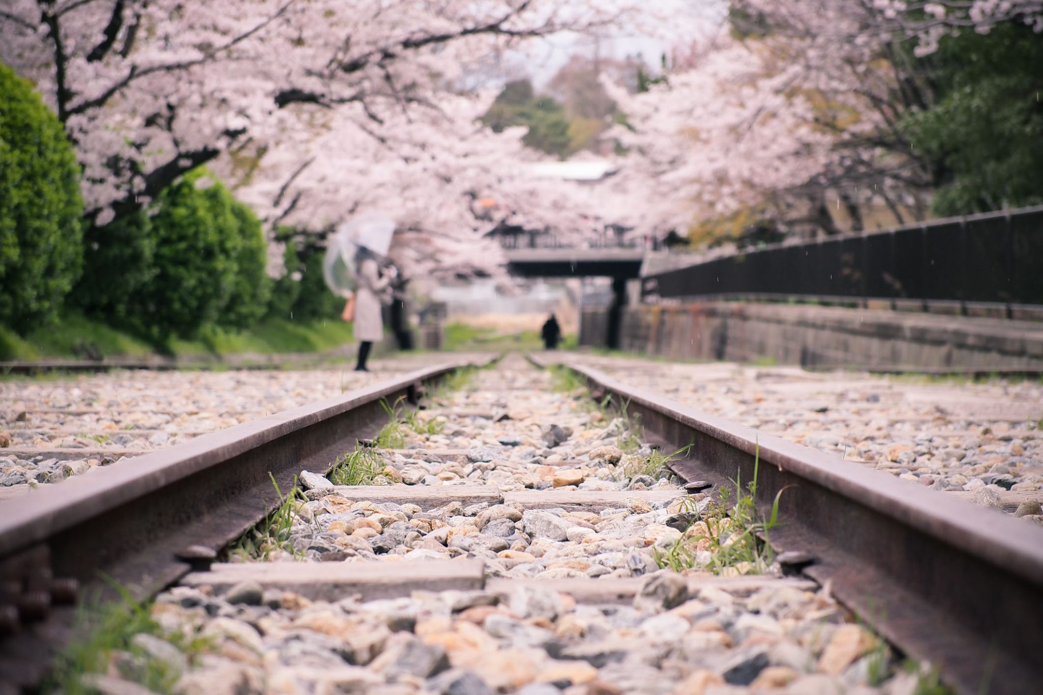 The 10 Most Beautiful Cherry Blossom (Sakura) Spots In Kyoto
