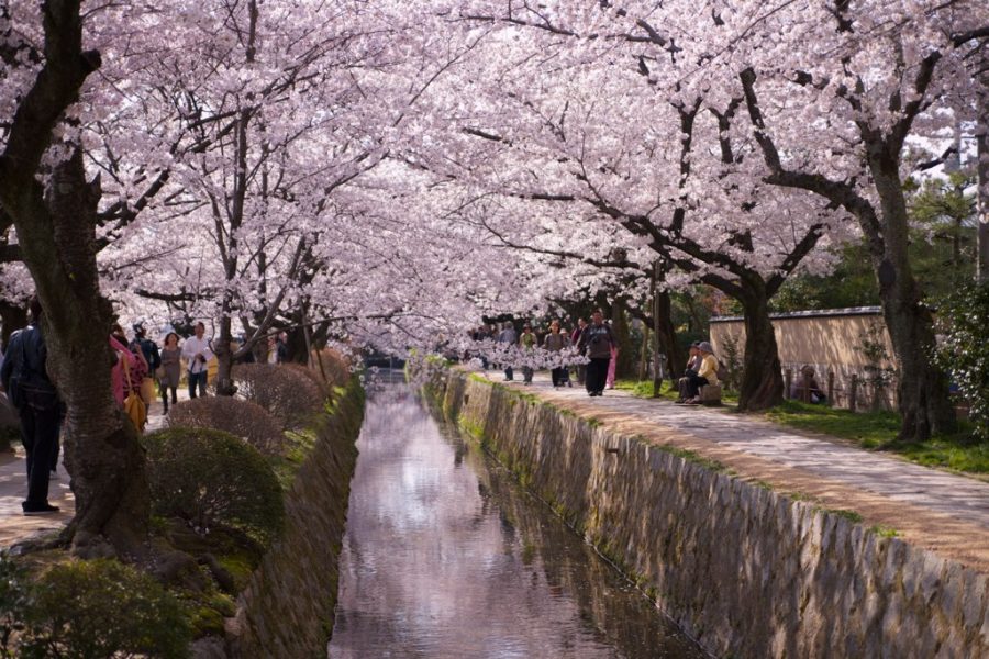 The 10 Most Beautiful Cherry Blossom (Sakura) Spots In Kyoto