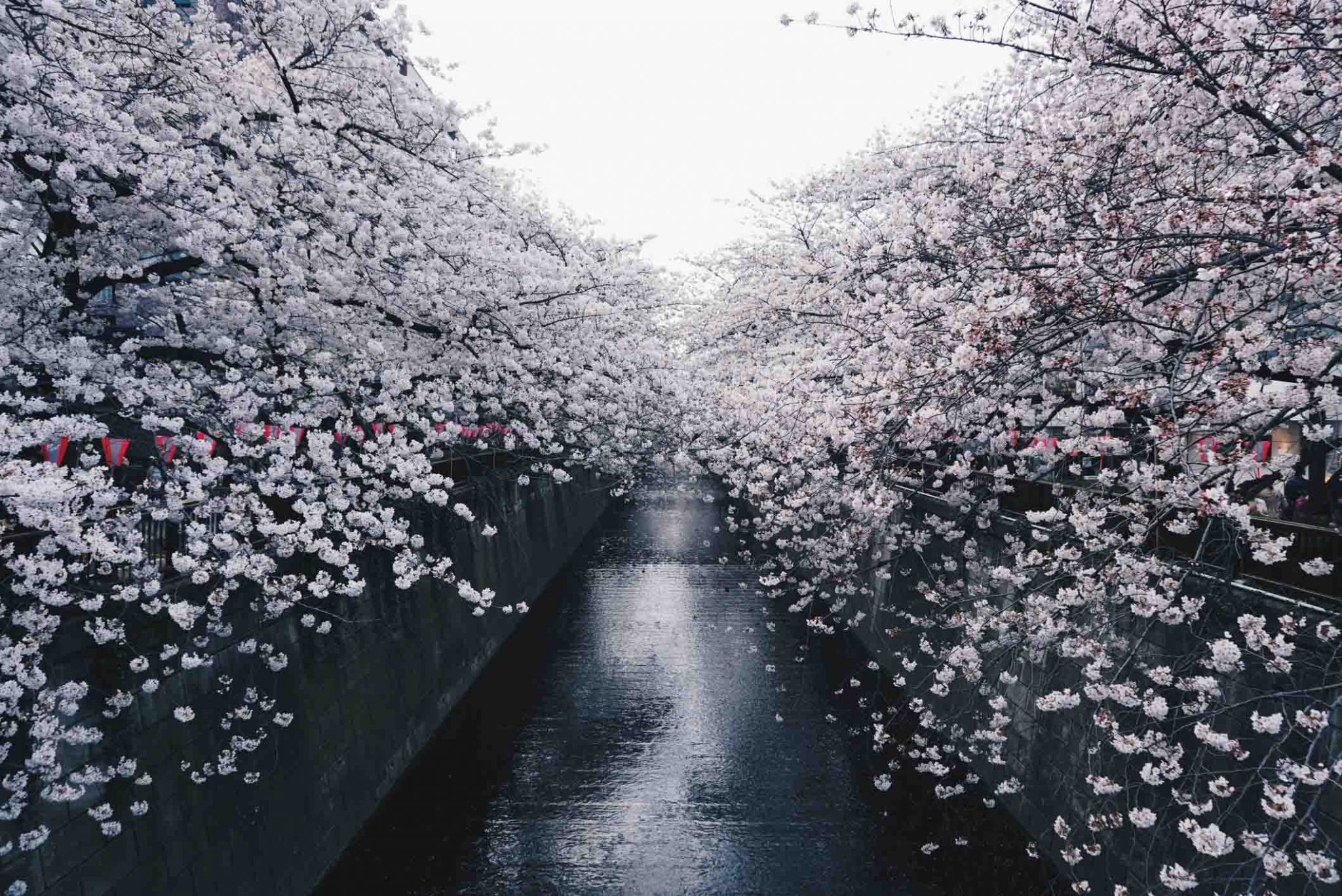 The 10 Most Beautiful Cherry Blossom (Sakura) Spots In Tokyo