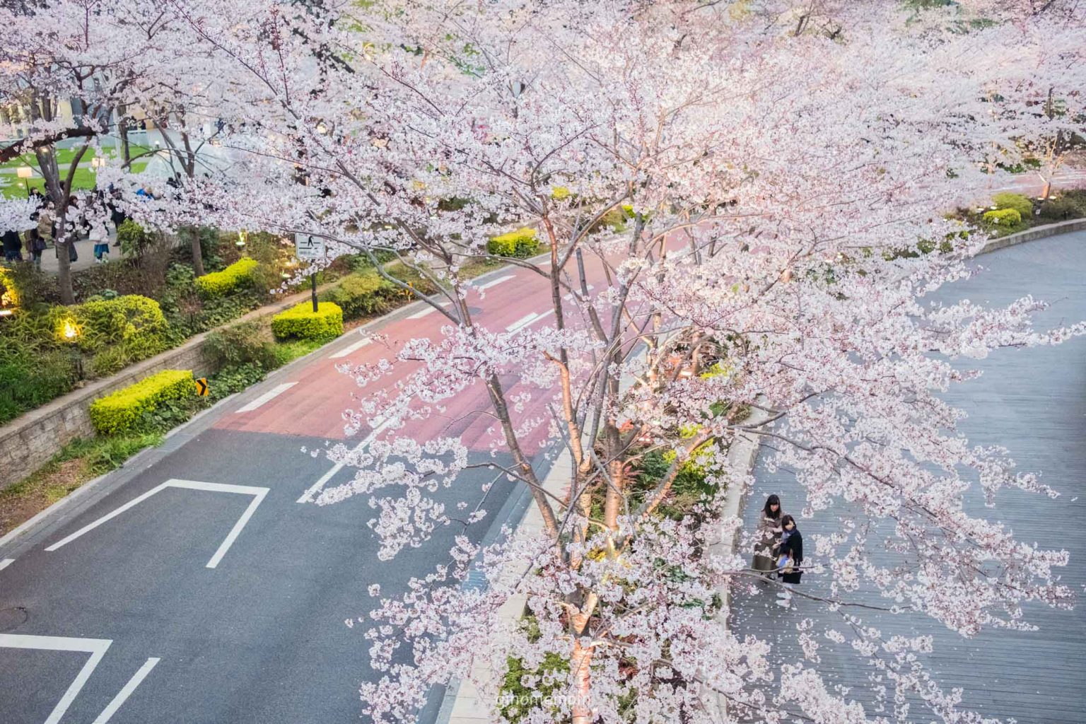 The 10 Most Beautiful Cherry Blossom (Sakura) Spots In Tokyo