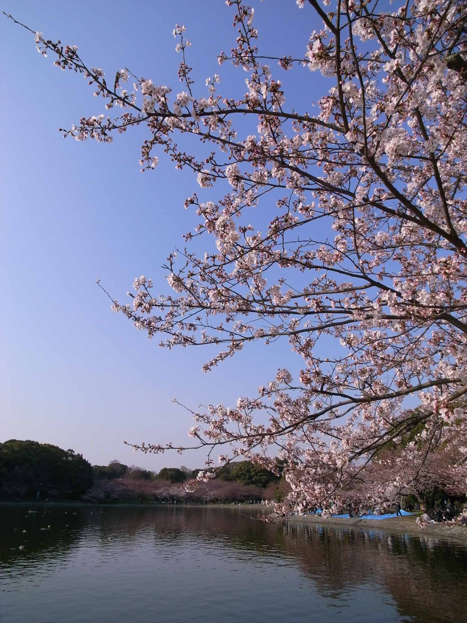 Sakura Osaka - The TOP 10 Cherry Blossom Spots You Have To Visit