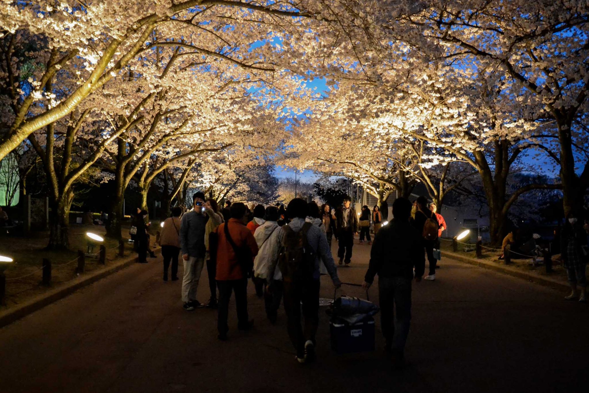 The 10 Best Cherry Blossom (Sakura) Spots In Osaka