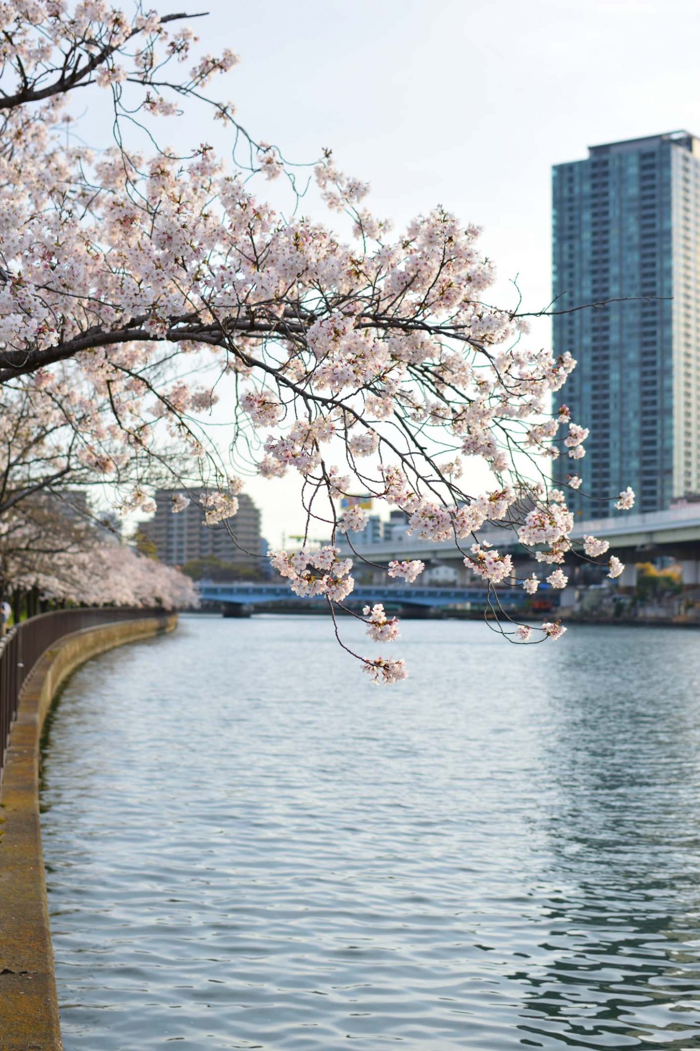 The 10 Best Cherry Blossom (Sakura) Spots In Osaka