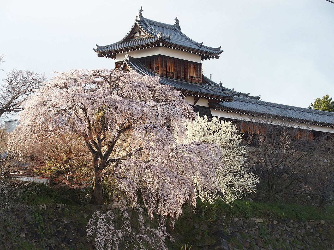 Sakura Osaka - The TOP 10 Cherry Blossom Spots You Have To Visit