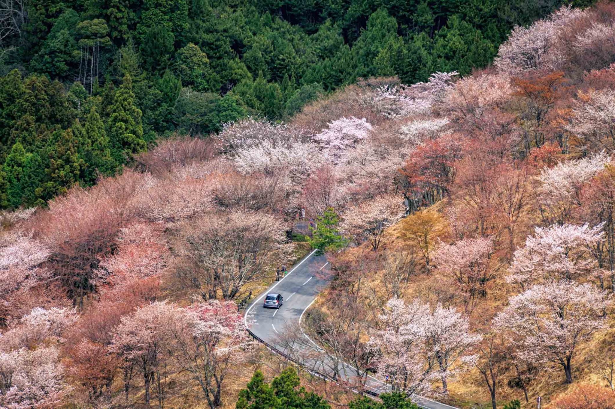 The 10 Best Cherry Blossom (Sakura) Spots In Osaka