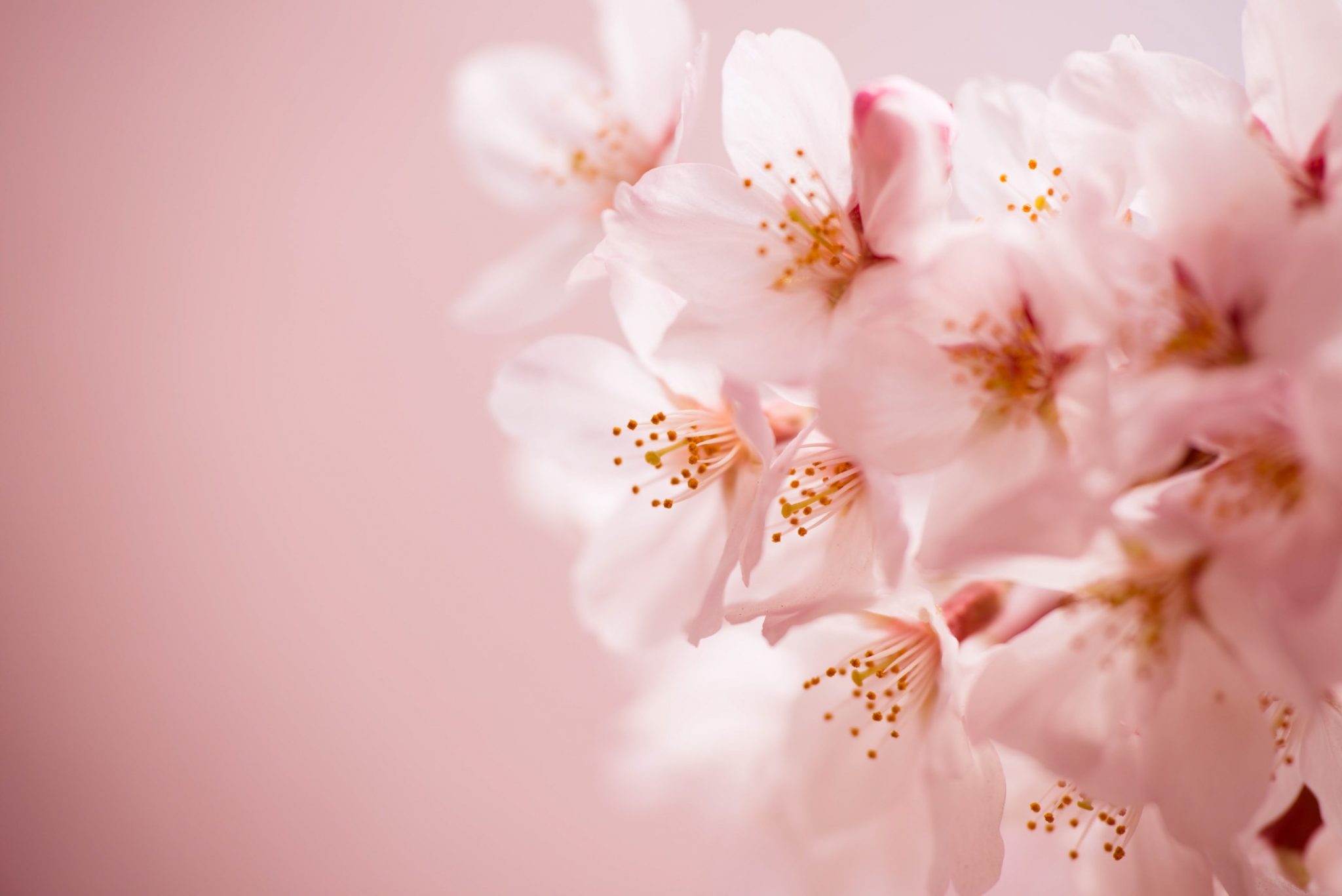 The 10 Best Cherry Blossom (Sakura) Spots In Osaka
