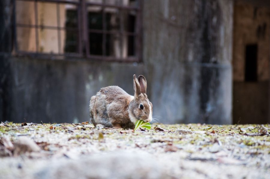 Okunoshima Island - Travel Tips To Visit Rabbit Island In Japan