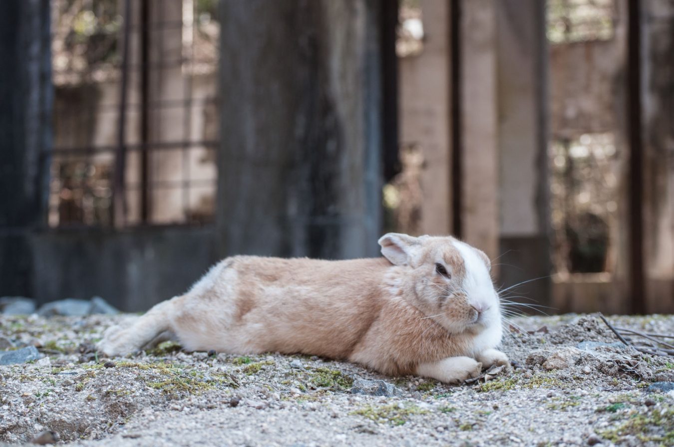 Okunoshima Island - Travel Tips To Visit Rabbit Island In Japan