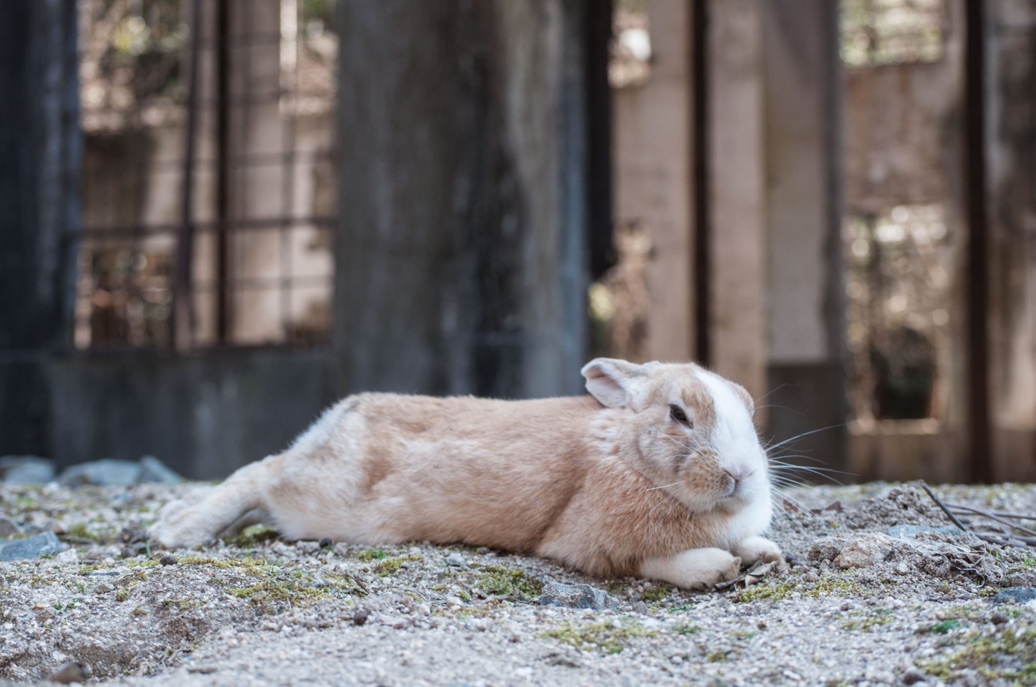 Okunoshima Island - Travel Tips To Visit Rabbit Island In Japan