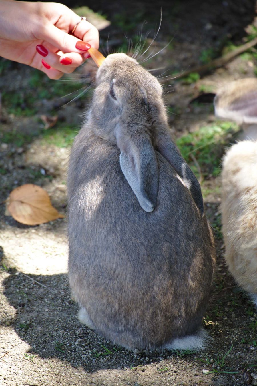 Okunoshima Island - Travel Tips To Visit Rabbit Island In Japan