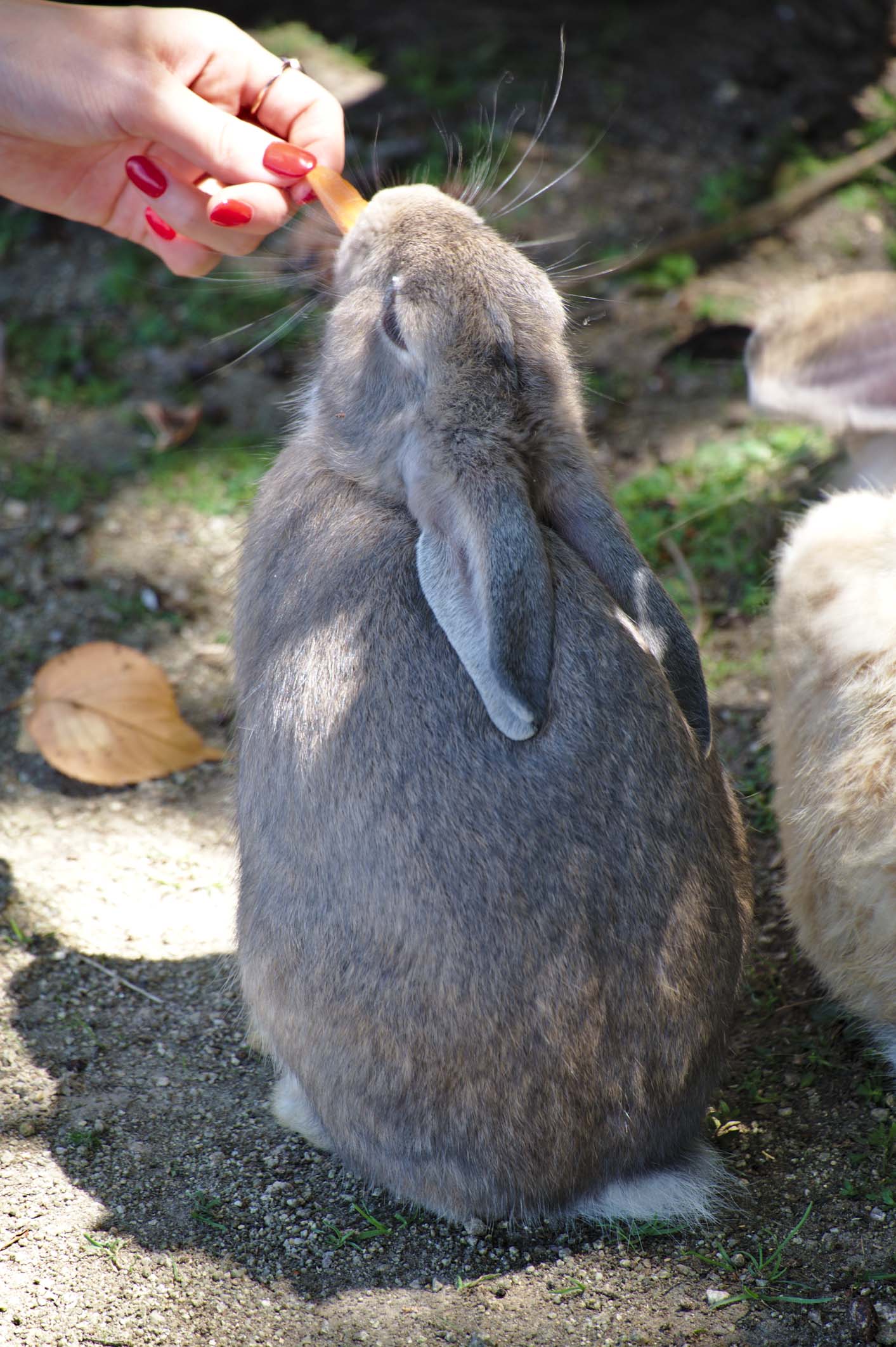 Okunoshima Island - Travel Tips To Visit Rabbit Island In Japan