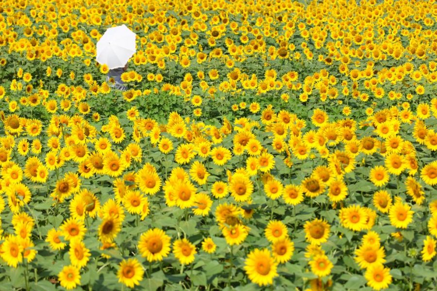 🌻 The 7 Best Sunflower Fields To Visit This Summer In Japan