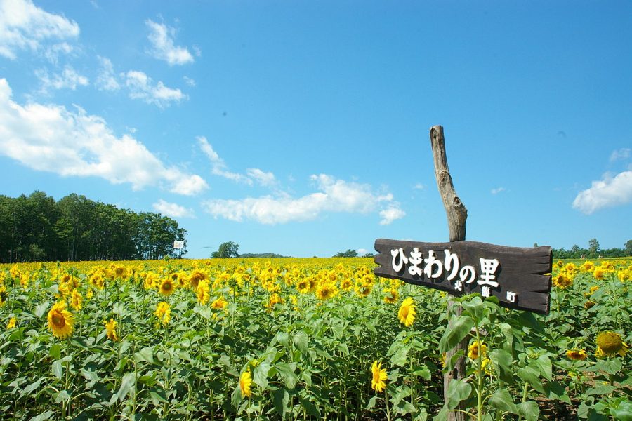 🌻 The 7 Best Sunflower Fields To Visit This Summer In Japan