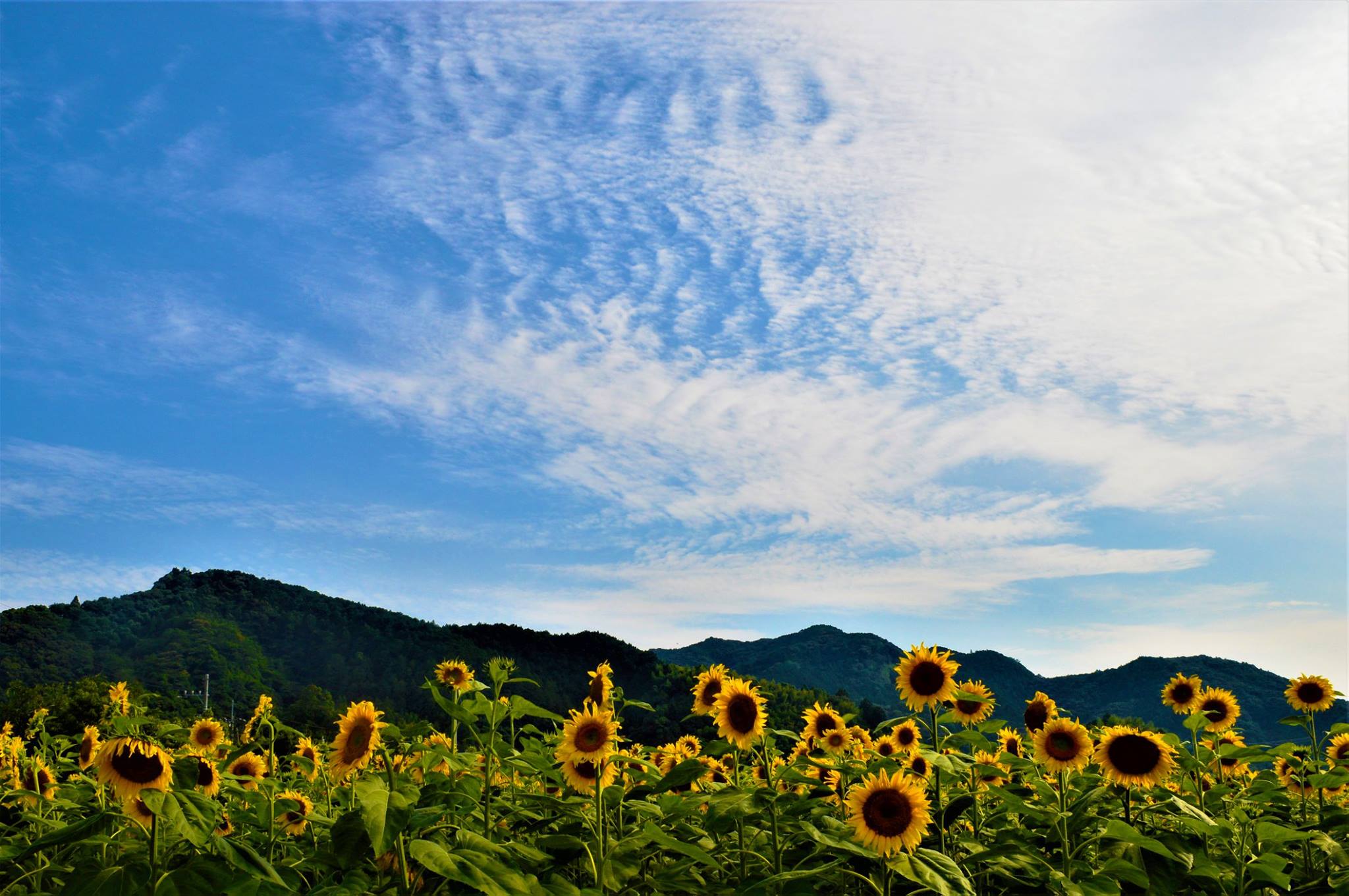 🌻 The 7 Best Sunflower Fields To Visit This Summer In Japan