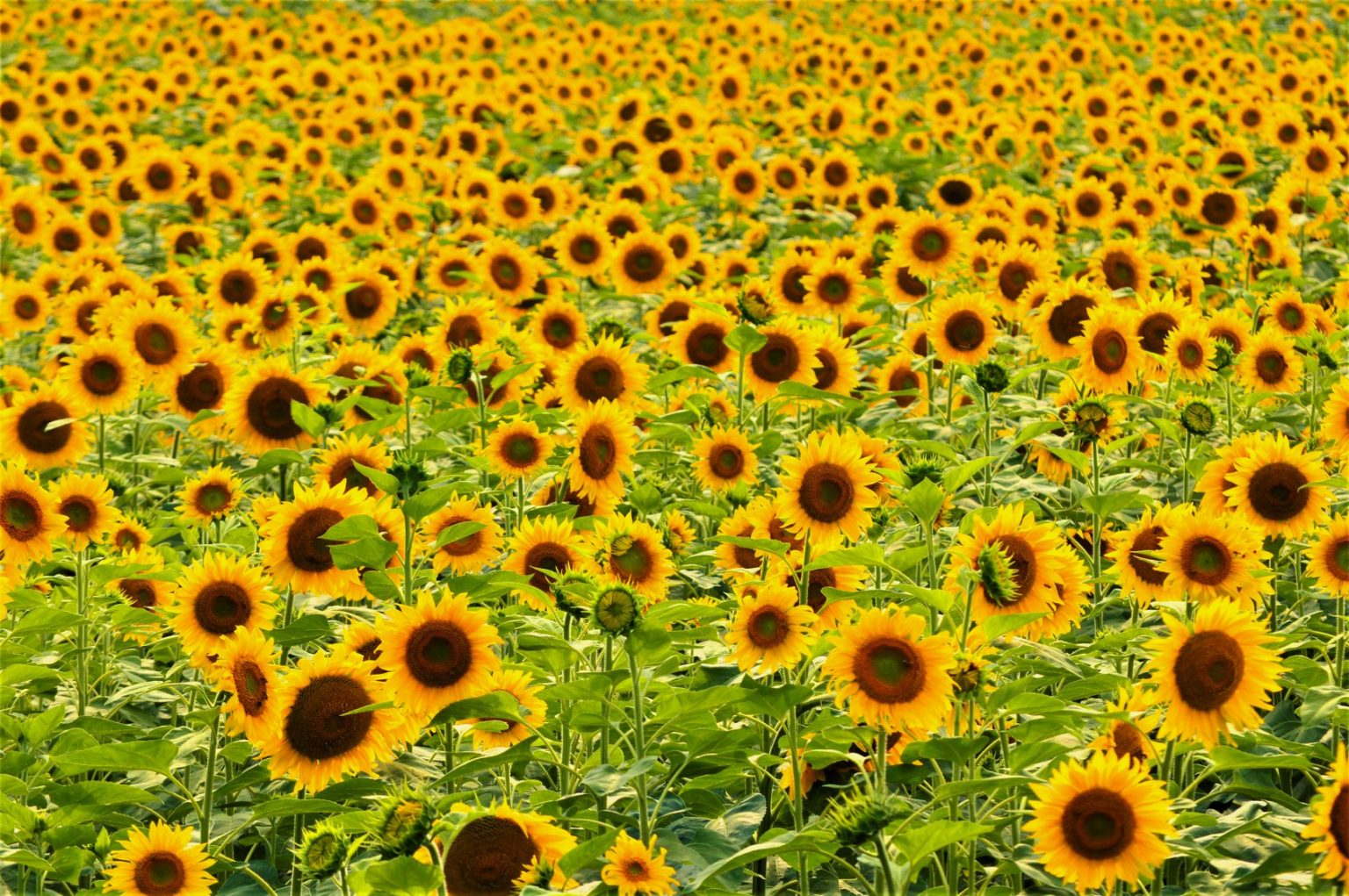 🌻 The 7 Best Sunflower Fields To Visit This Summer In Japan