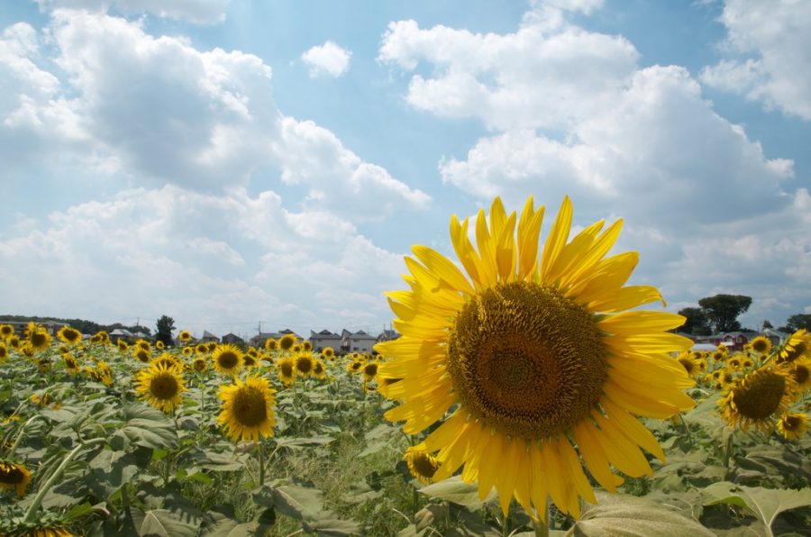 🌻 The 7 Best Sunflower Fields To Visit This Summer In Japan