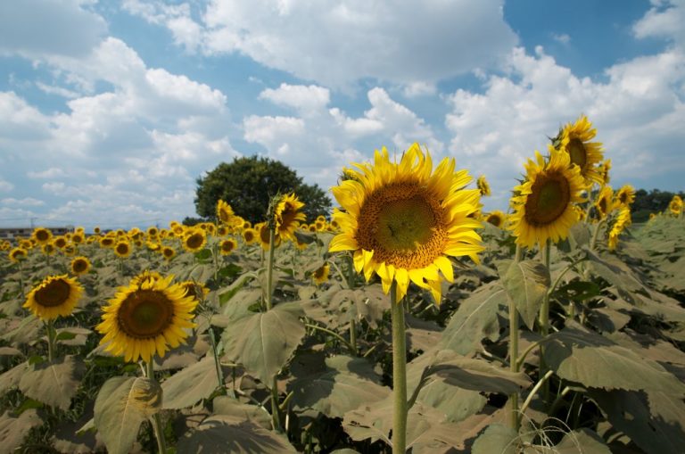 🌻 The 7 Best Sunflower Fields To Visit This Summer In Japan