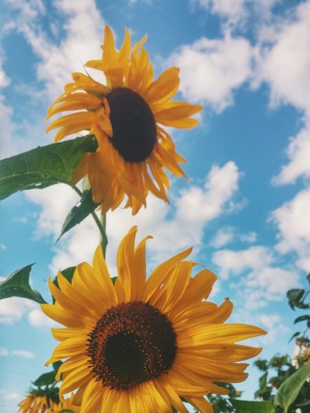🌻 The 7 Best Sunflower Fields To Visit This Summer In Japan