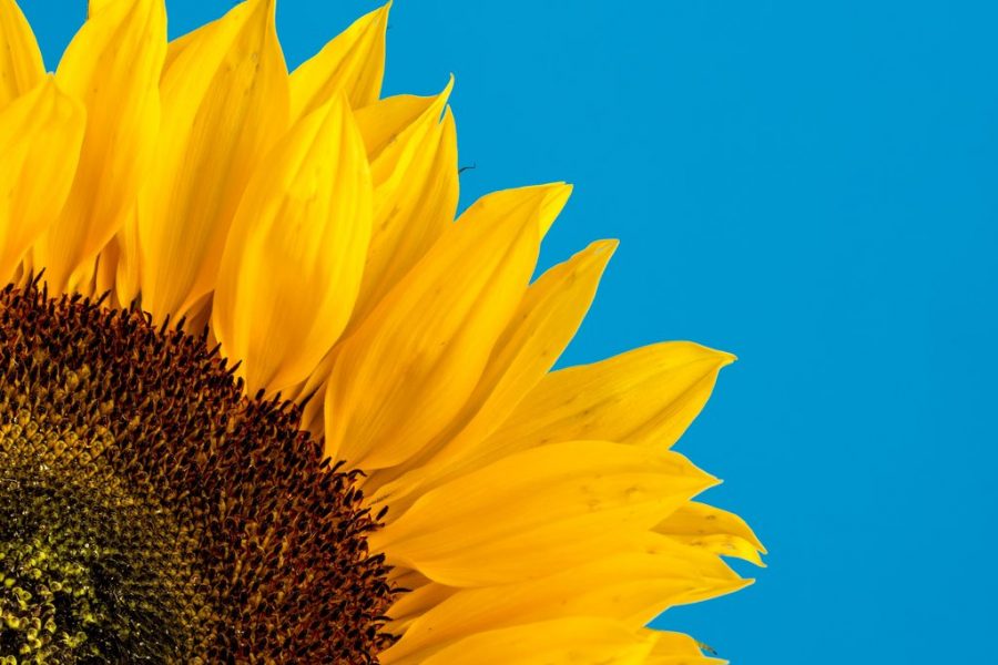 🌻 The 7 Best Sunflower Fields To Visit This Summer In Japan