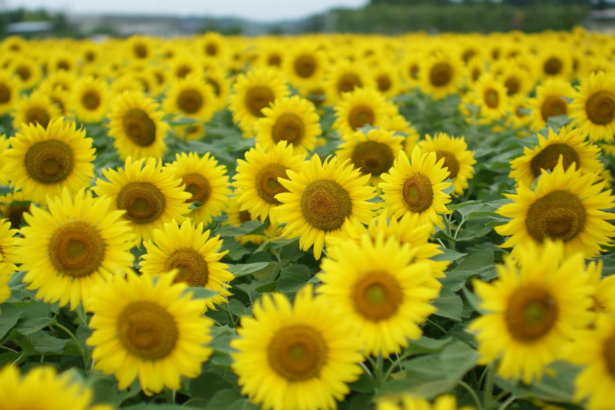🌻 The 7 Best Sunflower Fields To Visit This Summer In Japan