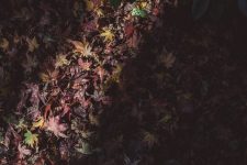 Katsuoji Temple: This "Daruma" Temple Is A Must Visit Near Osaka