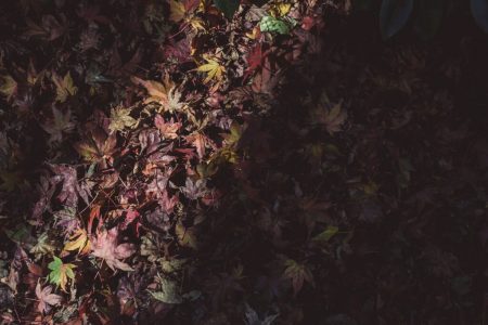 Katsuoji Temple: This "Daruma" Temple Is A Must Visit Near Osaka