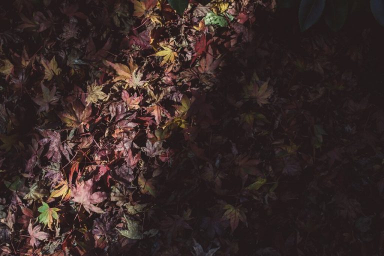 Katsuoji Temple: This "Daruma" Temple Is A Must Visit Near Osaka