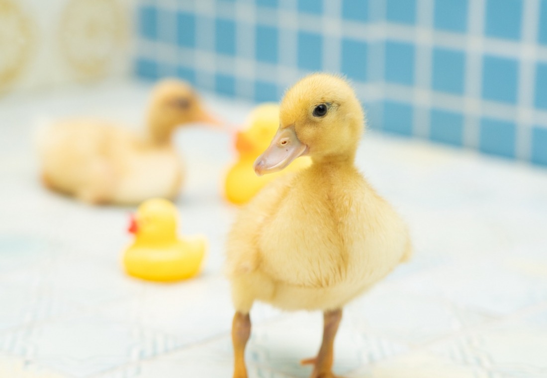 Bath With Real Ducks In This Onsen In Japan!