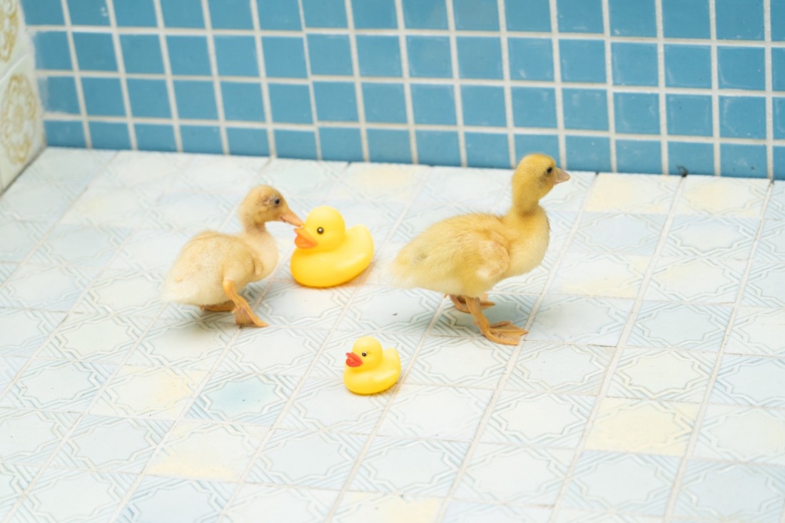 Bath With Real Ducks In This Onsen In Japan!