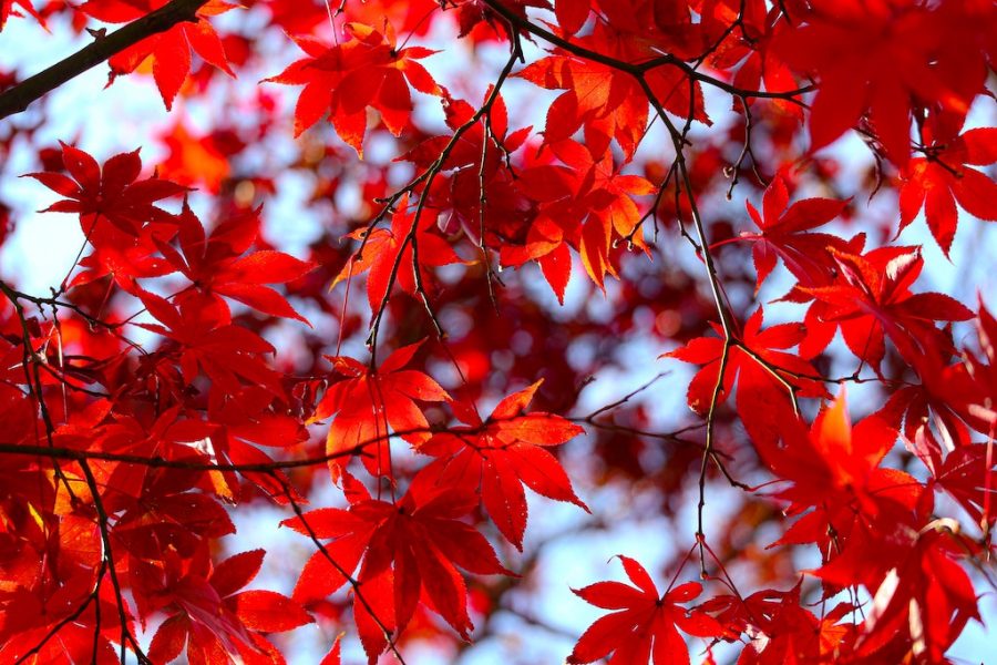 Autumn Foliage Forecast 2022 Japan When And Where autumn-foliage-forecast-2022-japan-when-and-where