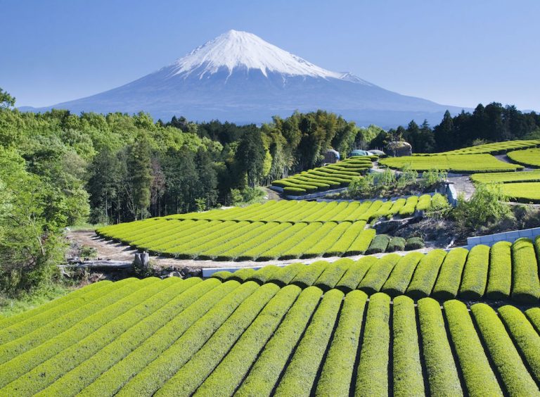 10 Different Types Of Japanese Green Tea You Should Try