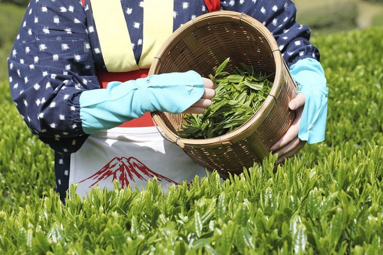 10 Different Types Of Japanese Green Tea You Should Try