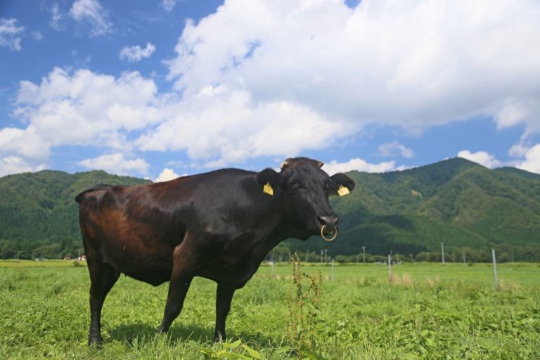 The Different Types Of Wagyu Beef - The Ultimate Guide