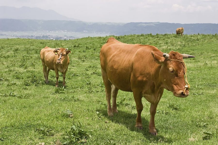 The Different Types Of Wagyu Beef - The Ultimate Guide